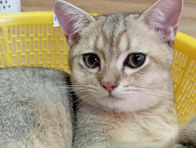 golden BSH for sale - Pets for sale in Iskandar Puteri, Johor