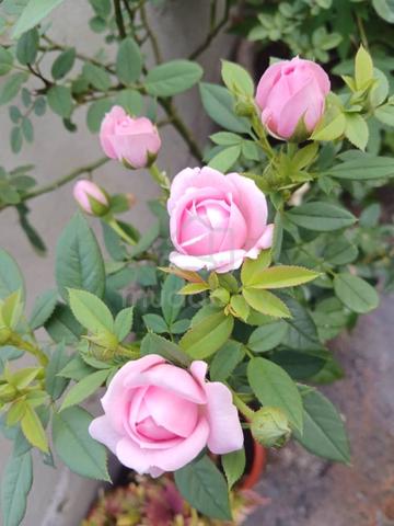 Pokok bunga Mawar - Rose plant - Garden Items for sale in Bayan Baru ...