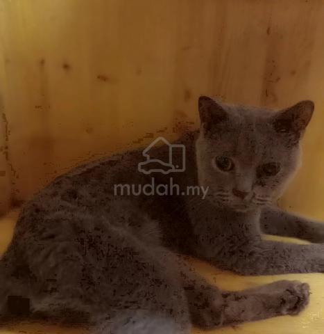 British BSH Blue Cat Kitten - Pets for sale in Taman Tun Dr Ismail ...