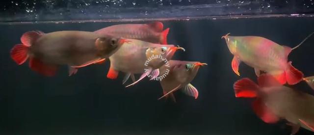 Short body Indonesia red arowana - Pets for sale in Cheras, Kuala Lumpur