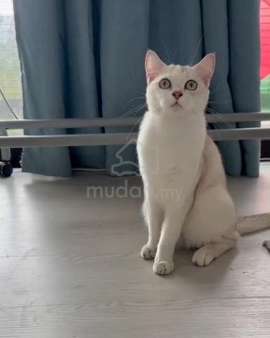 BSH mix Persian female kitten - Pets for sale in Seri Kembangan, Selangor