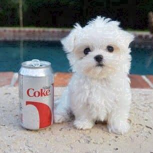 Beautiful Tiny Maltese cute baby #MKA cert - Pets for sale in Bukit ...