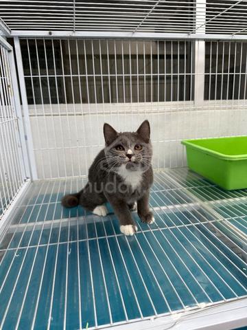 Bsh munchkin kitten - Pets for sale in Others, Johor