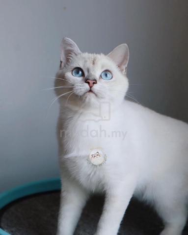 Pure BSH British Shorthair Silver Pointed - Pets for sale in Bukit ...