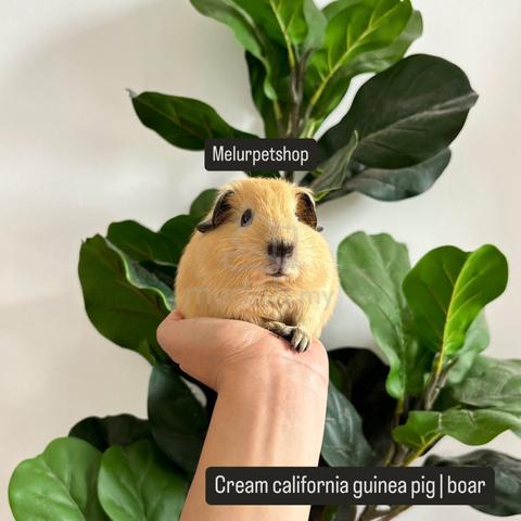 Cream california guinea pig tikus belanda - Pets for sale in Shah Alam ...