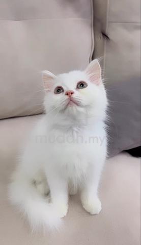 kucing rehome BLH - Pets for sale in Kajang, Selangor