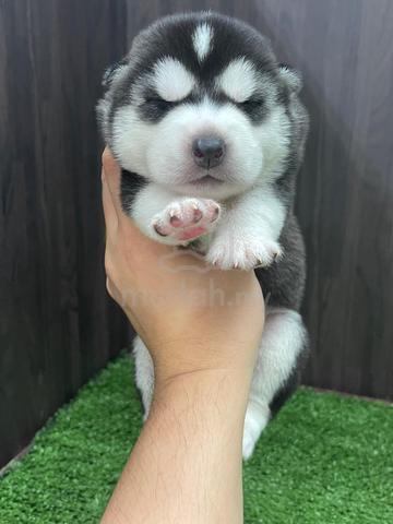 Alaskan Husky Female 2 - Pets for sale in Batu Pahat, Johor