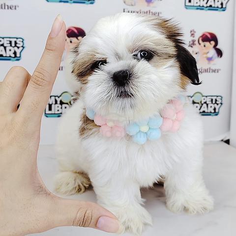 Gorgeous Cute Shih Tzu Puppu Dog Pet *yu.03268 - Pets for sale in ...
