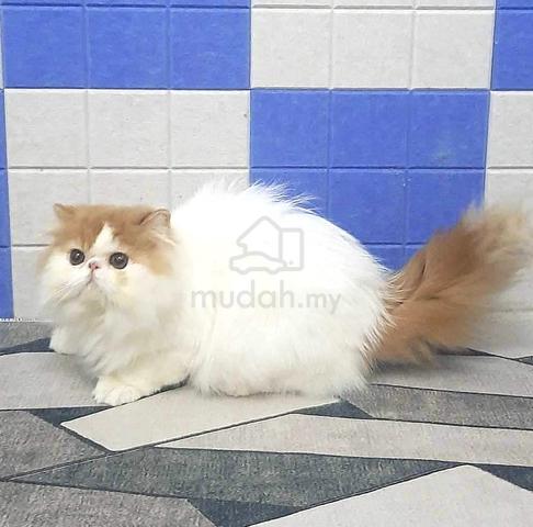 Pure Persian Cat / Kucing Parsi - Pets for sale in Petaling Jaya, Selangor