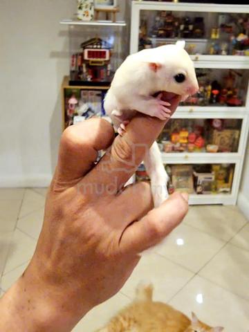 Male Leu Baby Boy - Pets for sale in Cheras, Kuala Lumpur