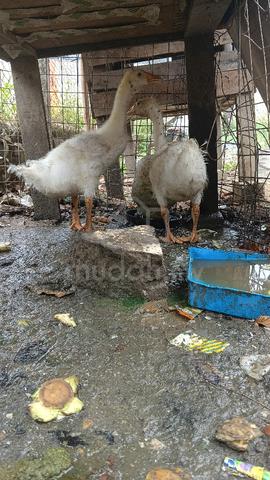 angsa putih sepasang - Pets for sale in Pasir Mas, Kelantan