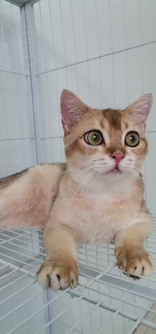 Rehome 10months Bsh Golden Male - Pets for sale in Gerik, Perak