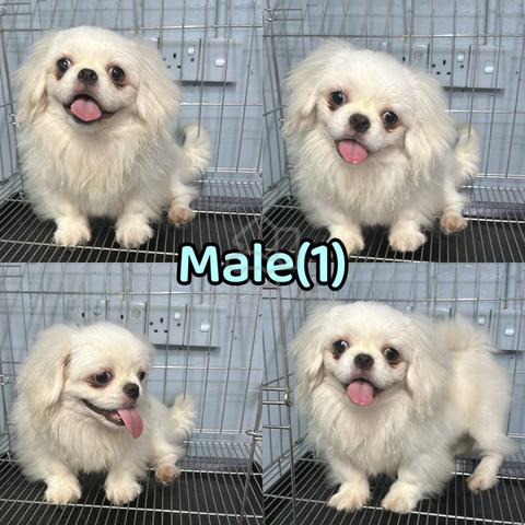 Pure Breed Pekingese (Male) 6 months old - Pets for sale in Shah Alam ...
