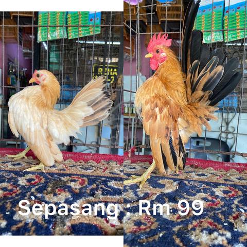 Ayam Serama - Pets for sale in Bachok, Kelantan