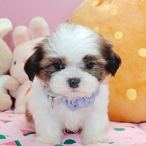 Cubbiie Cute Shih Tzu Puppu Dog Pet *UA2049 - Pets for sale in Puchong ...