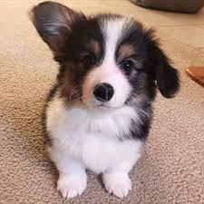 T40 defiant Corgi puppy dog - Pets for sale in Puchong, Kuala Lumpur