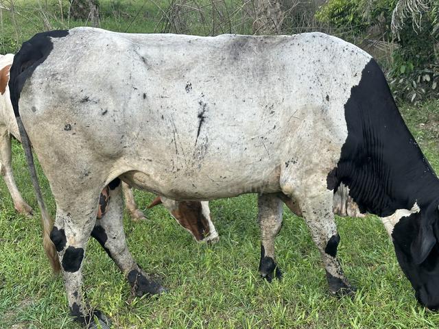 Lembu Tenusu - Pets for sale in Kahang, Johor