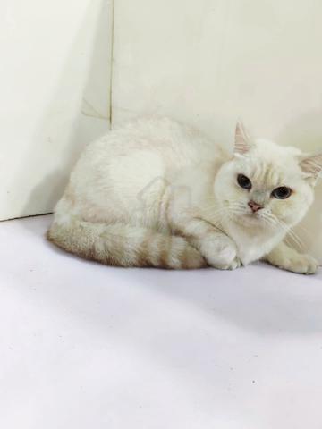 British Short Hair BSH Silver Colour Point Female - Pets for sale in ...