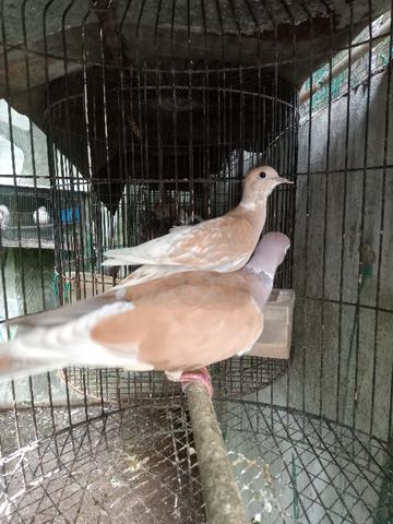 Tekukur Jawa - Pets for sale in Kulim, Kedah