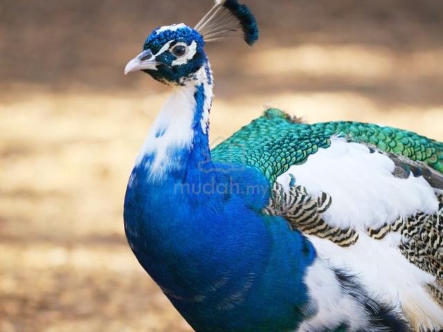 Blue Pied Peacock - Pets for sale in Parit Buntar, Perak