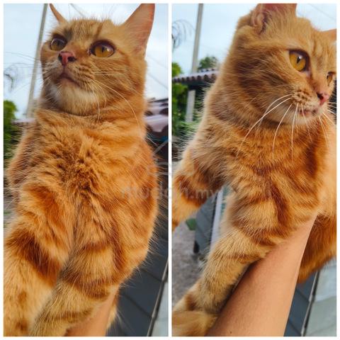 Kucing DLH - Pets for sale in Machang, Kelantan
