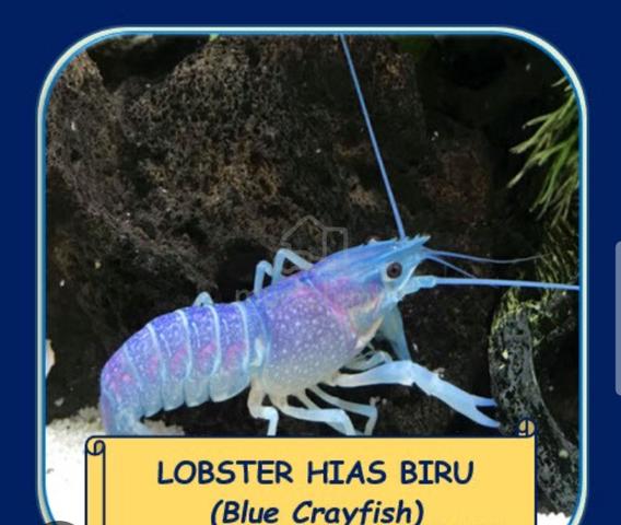Blue CrayFish - Udang Kara Biru Hiasan - Pets for sale in Pitas, Sabah