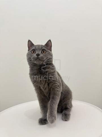 BSH blue 英短蓝猫British shorthair - Pets for sale in Semenyih, Selangor