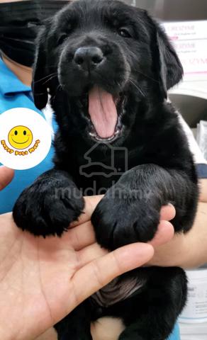 beautiful black labrador #MKA cert + chip V2 - Pets for sale in ...