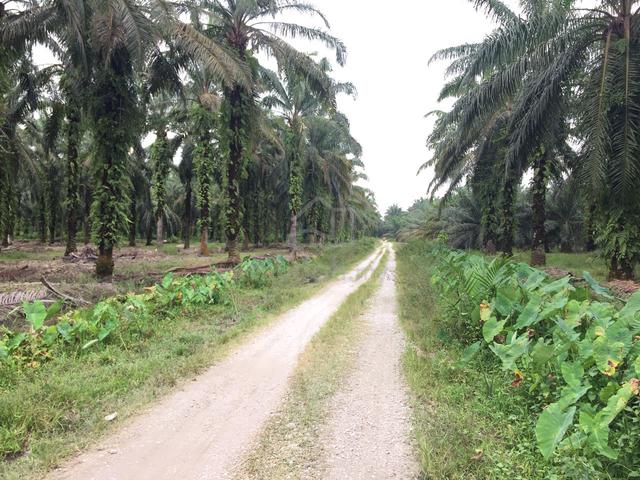 Agricultural Land for Sale, 69 Acre(s), Langkap, Perak 109787082 | Mudah.my
