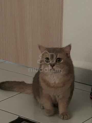 bsh cream dan blue - Pets for sale in Arau, Perlis