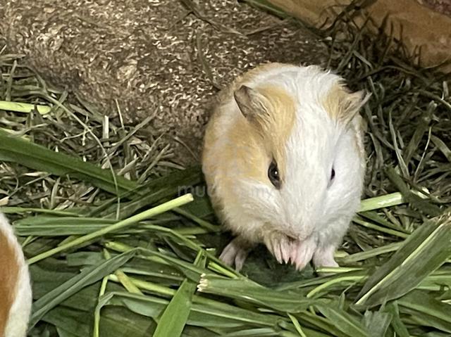 Guinea Pig for sale at Klang - Pets for sale in Bandar Puteri Klang ...