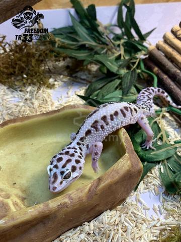 Midnight Snow Leopard Gecko - Pets for sale in Seri Kembangan, Selangor