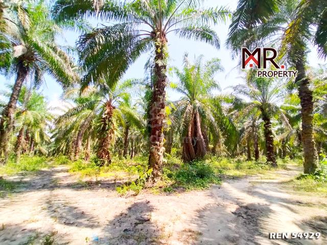 EASY ACCESS Agriculture Land Kg Permatang Samak Semeling FOR SALE ...