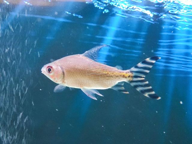 Fei fong Flagtail fish - Pets for sale in Ulu Kinta, Perak