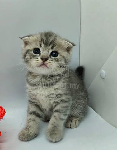 High Quality Silver BSH - Pets for sale in OUG, Kuala Lumpur