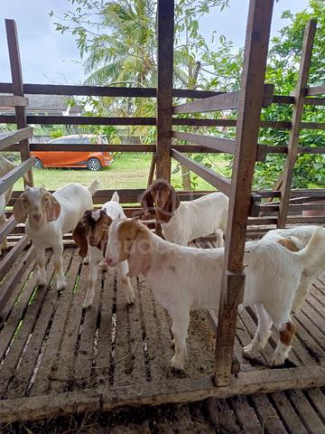 kambing goat boer - Pets for sale in Wakaf Baru, Kelantan