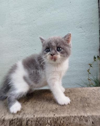 BSH Bicolor - Pets for sale in Kuantan, Pahang