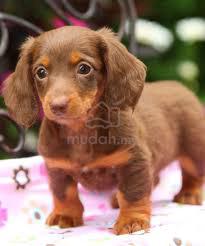 S69 fuzzy dachshund puppy dog - Pets for sale in Puchong, Kuala Lumpur