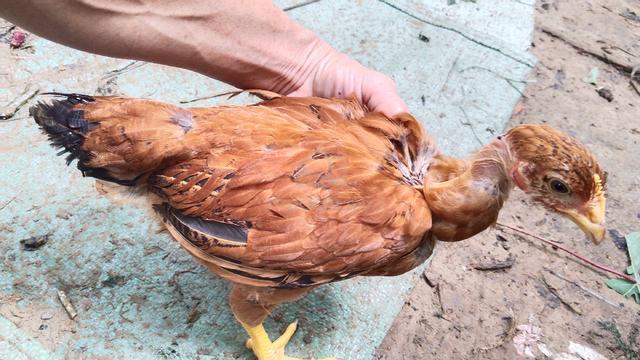 Ayam botak - Pets for sale in Tuaran, Sabah