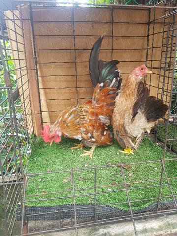 Serama - Pets for sale in Ipoh, Perak