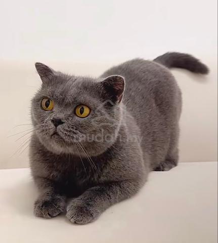 Purebred BSH Blue - Pets for sale in Semenyih, Selangor