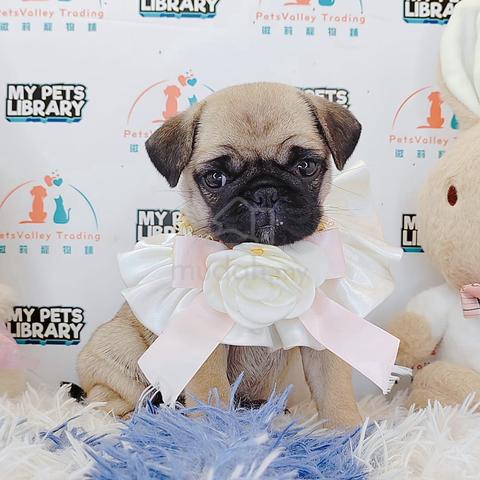 Super Fatty Pug Puppy Dog Pet *yu.0867 - Pets for sale in Puchong, Selangor