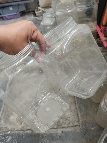 Bekas ikan laga - Pets for sale in Alor Gajah, Melaka