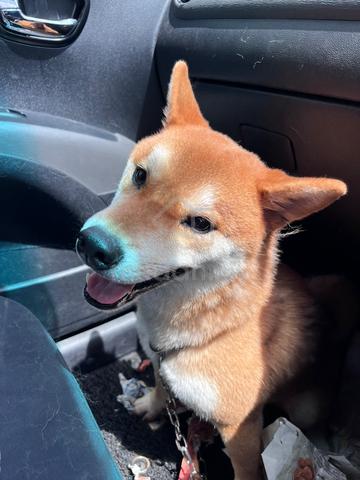 shi inu puppy for sale - Pets for sale in Shah Alam, Selangor