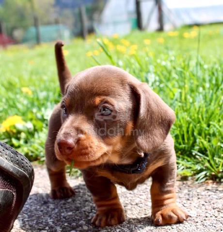 dachshund puppies - Pets for sale in Sentul, Kuala Lumpur