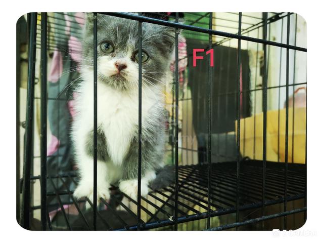 Bsh bicolour - Pets for sale in Sandakan, Sabah
