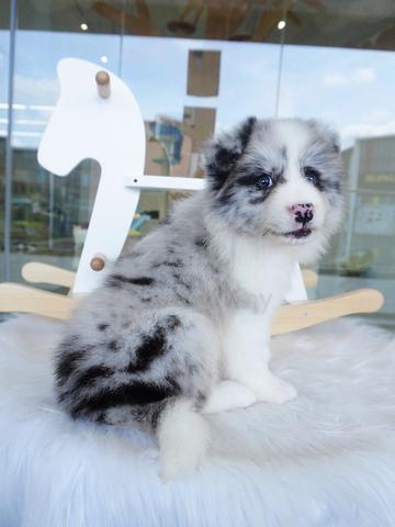 Import border collie meteorite 进口陨石边牧 - Pets for sale in Semenyih, Selangor