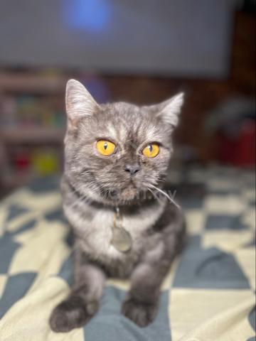 Bsh Baka Rusia MIX Flat Persian - Pets for sale in Gelang Patah, Johor
