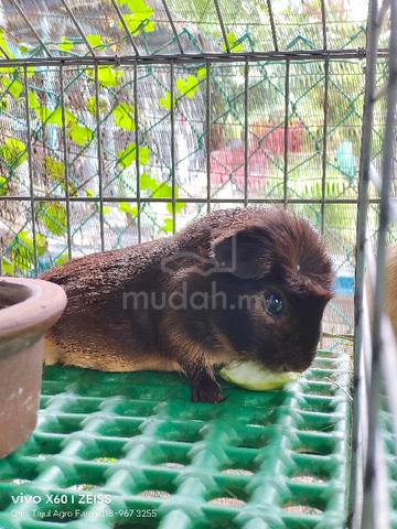 Tikus Belanda - Pets for sale in Klang, Selangor
