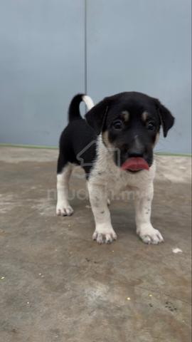 Pet dog Puppy for sale - Pets for sale in Kulim, Kedah